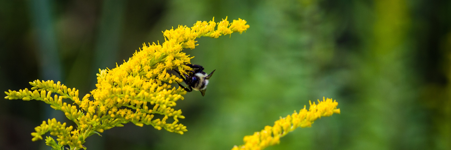 Native Plants and Why They’re Important - Wild Bird Trust of British ...