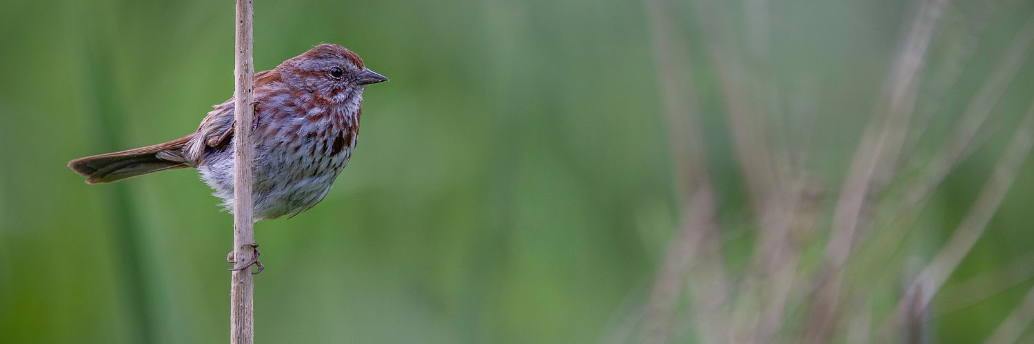 7 Things We Can All Do To Help The Birds - Wild Bird Trust of British ...